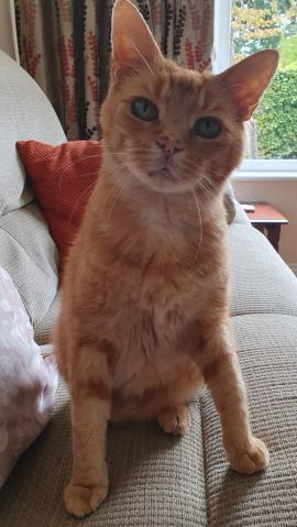 Thames Valley Animal Welfare - Registered Charity for Cats