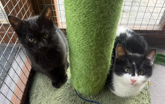 Thames Valley Animal Welfare - Registered Charity for Cats